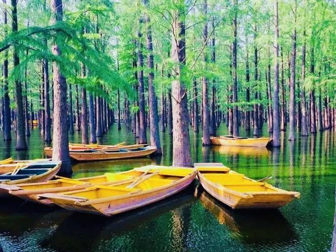 Luyang Lake Wetland "Water Forest" is picturesque, and the beautiful ...