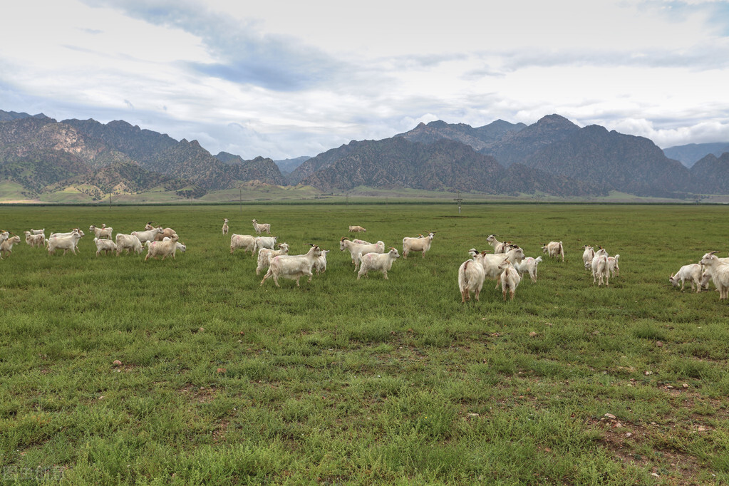 "Chile Chuan": a masterpiece through the ages, the crown of Yuefu - iMedia