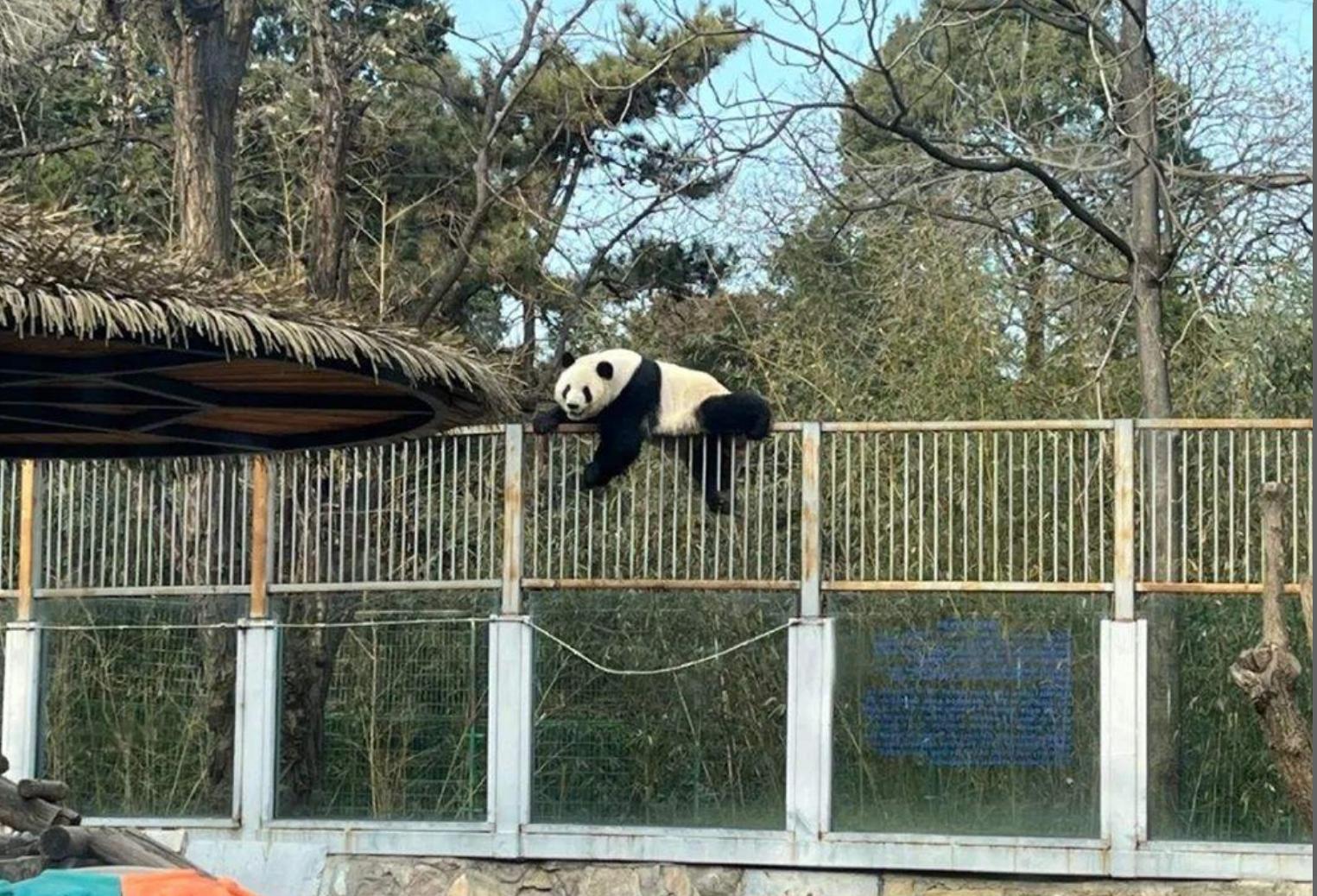 Why is Kung Fu Panda "Escape" over the wall? - iMedia
