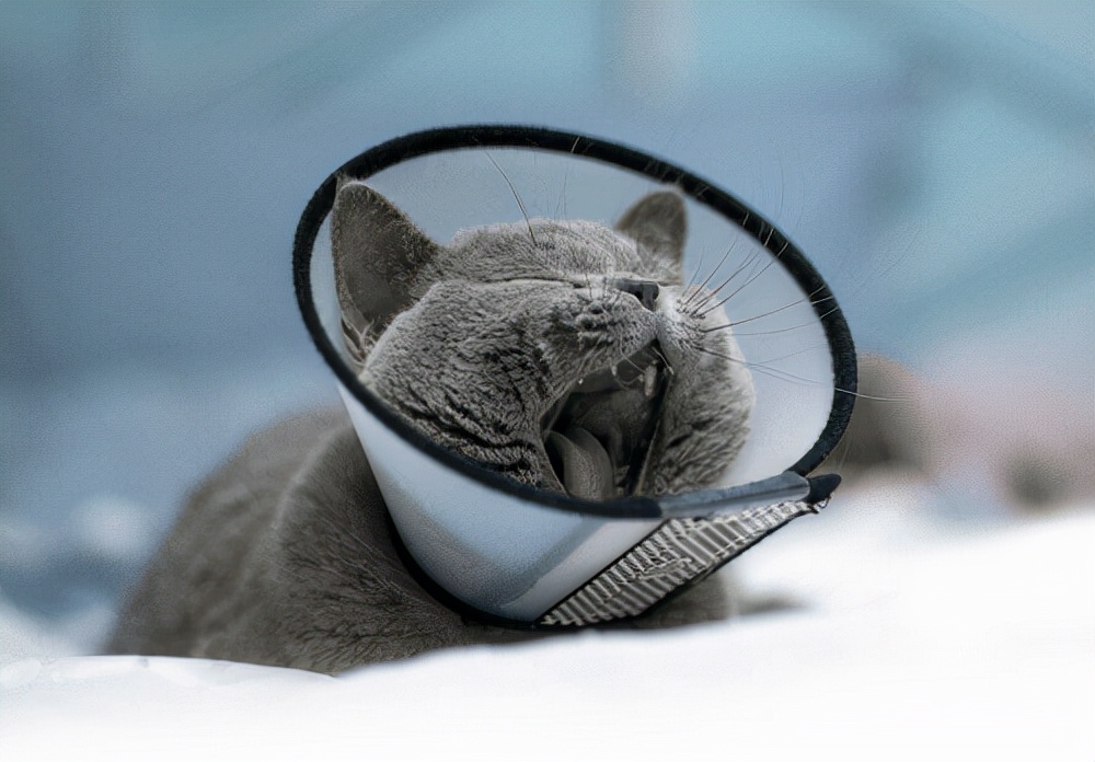 What To Do If A Cat Has Ringworm IMedia