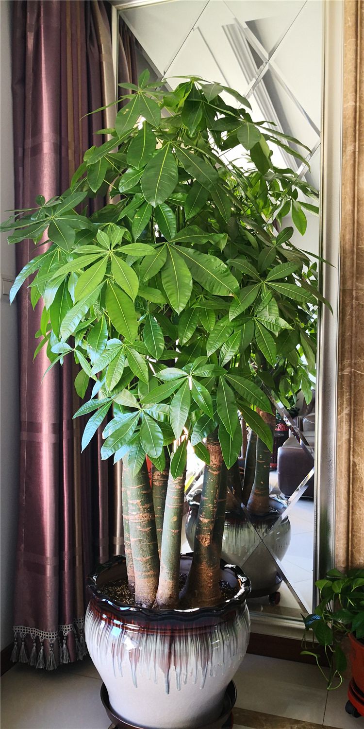 8 kinds of "lucky trees", raised in the living room, tall and straight ...