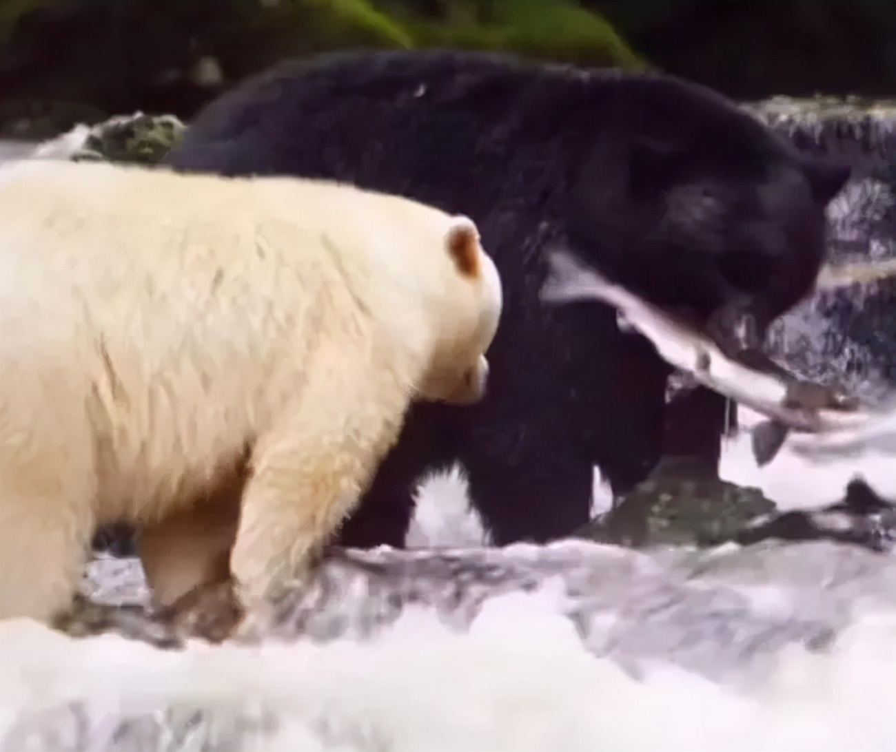 "The worst unlucky bear in history" got albinism and was mistaken for ...