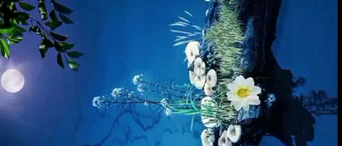 Is it true that the iron tree "blooms once in sixty years"? - iMedia