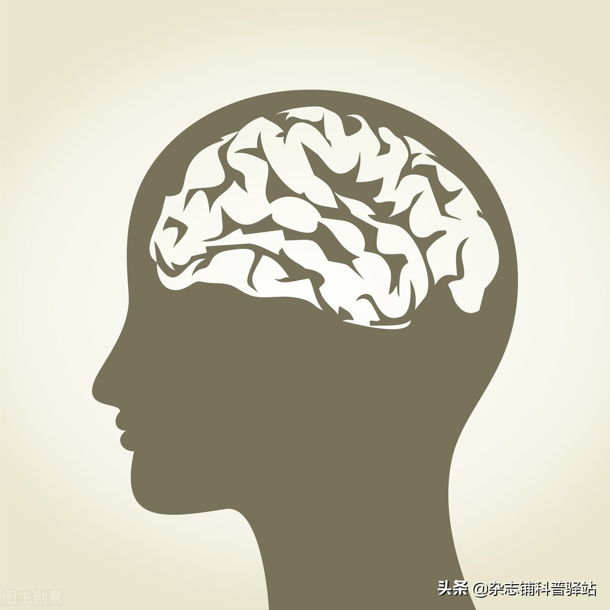 Why is the surface of the brain wrinkled? - iMedia