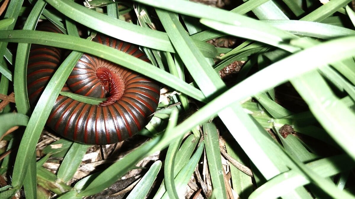 Newly discovered millipede breaks world record with 1,306 legs - iMedia