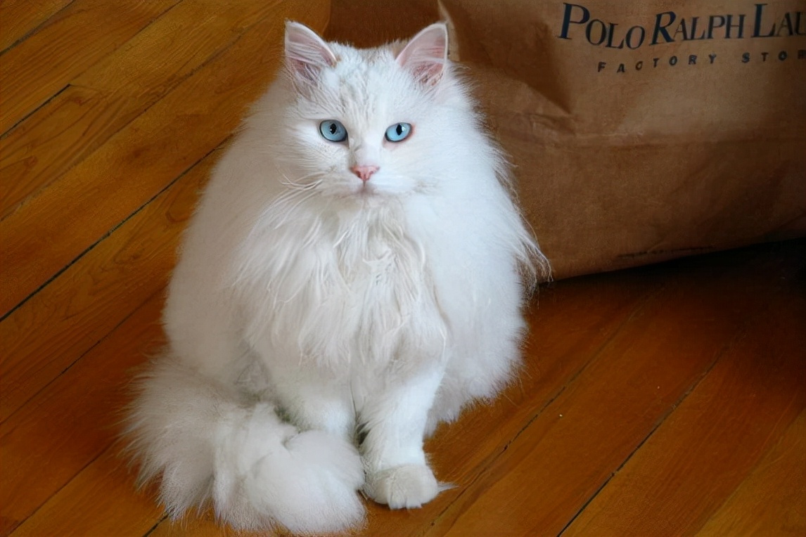 Purebred lion cats have these characteristics, you can tell at a glance ...