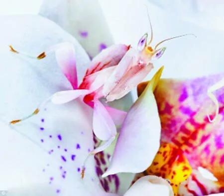 The most beautiful mantis in the world - Orchid mantis - iMedia