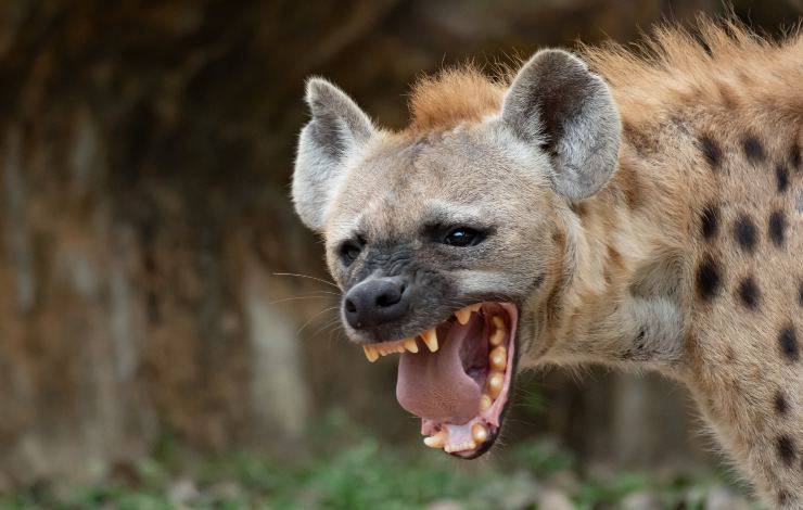 The world's most voracious animal: this frightening species - iMedia