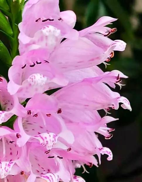 Random grass, random flowers - iMedia