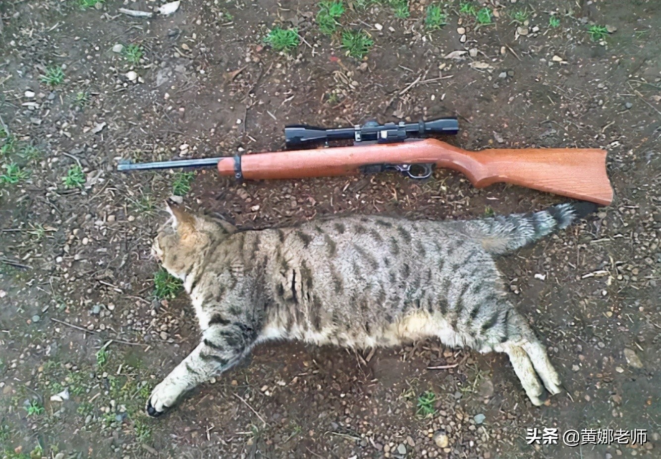 Australian wild cats are as fierce as tigers?The low juveniles of ...