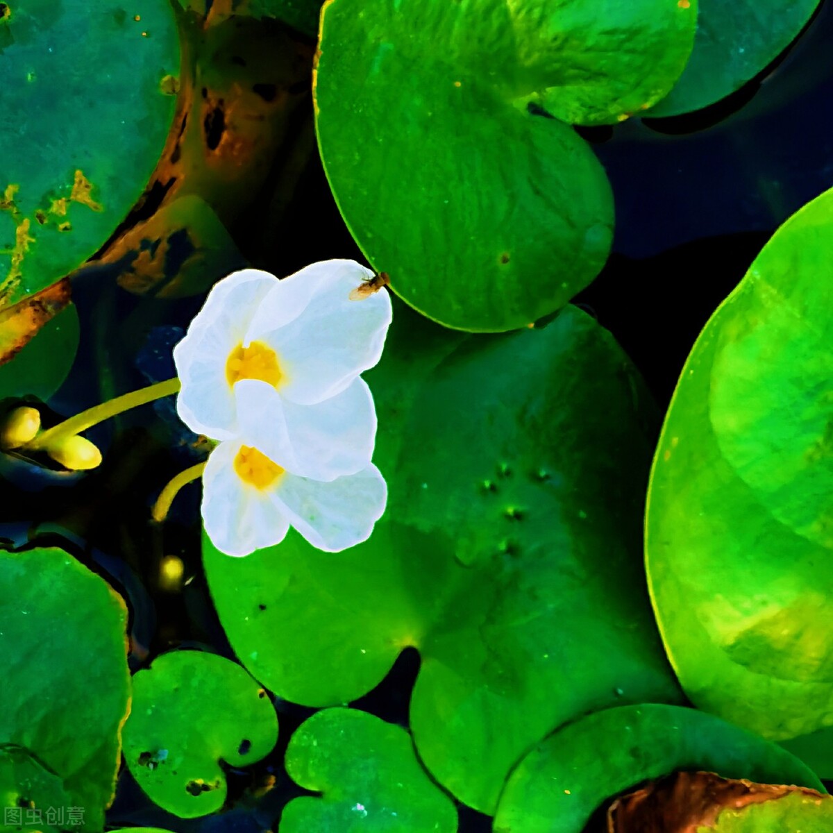 What kind of plant is sea cauliflower? - iMedia