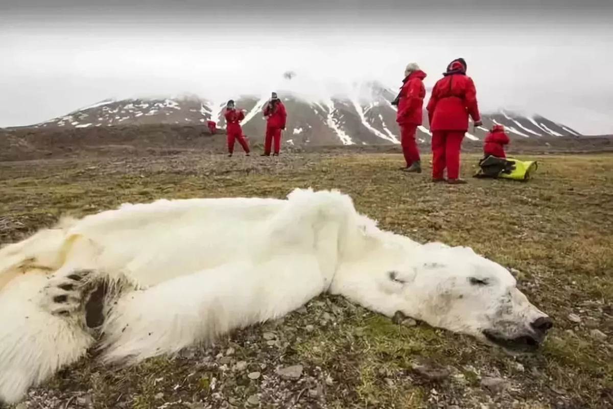 What happened to the skinny polar bear?Already on the brink of ...