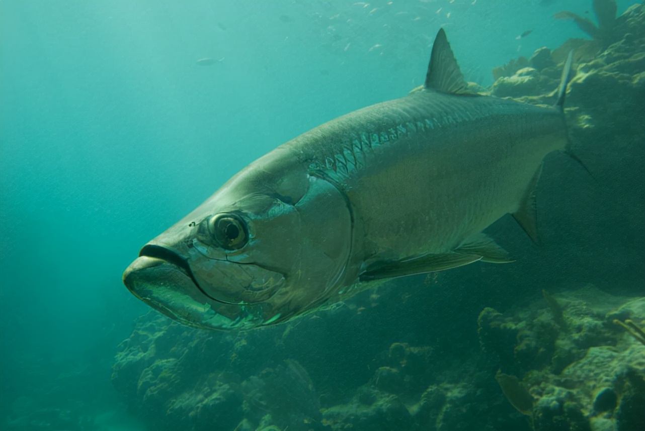 10 fastest swimming fish in the ocean - iMedia