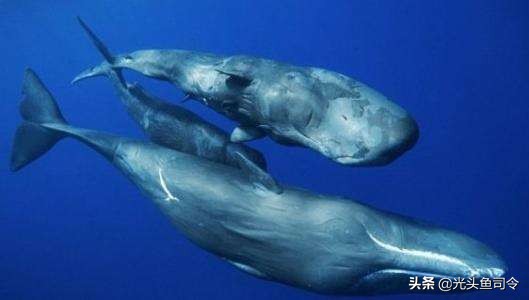 In 2004, a 17-meter-long, 50-ton sperm whale exploded in the downtown ...