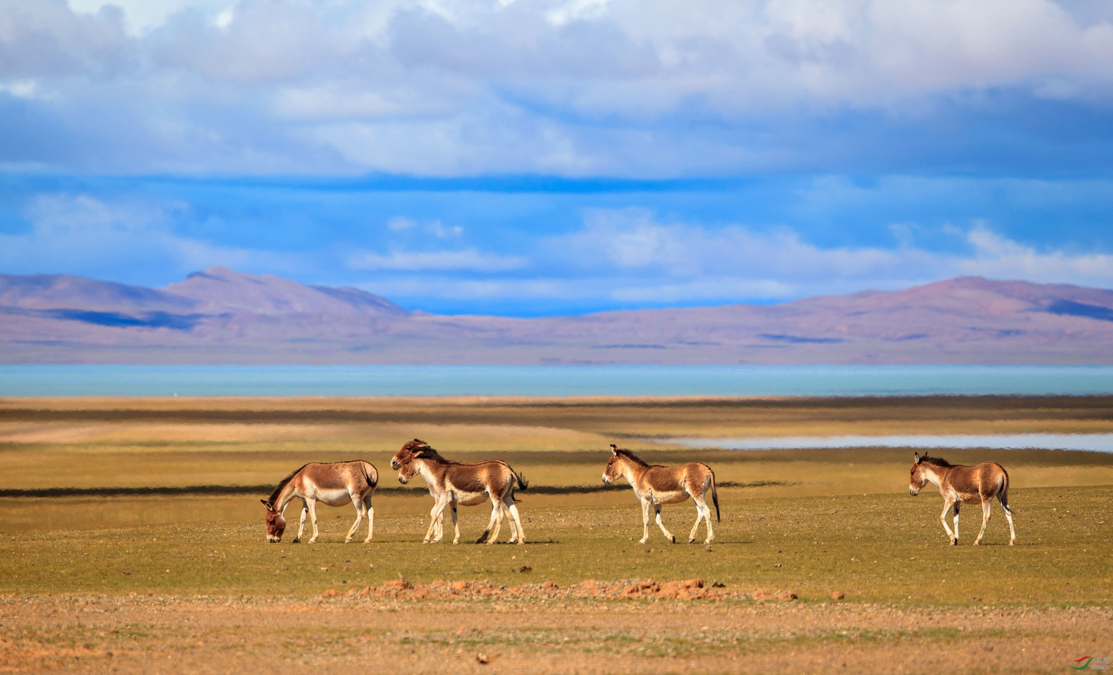 The most famous "Ghost Lake" in Tibet is Selincuo - "Selin Devil Lake ...