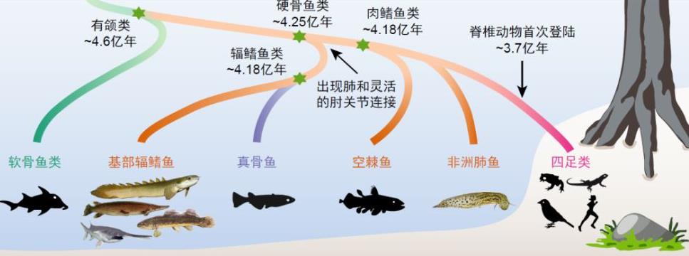 Did humans evolve from a fish to Homo sapiens? - iMedia
