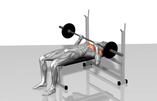 Exercise your pectoralis major (practical) - iMedia