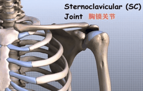 Detailed anatomy of the upper extremity - iMedia