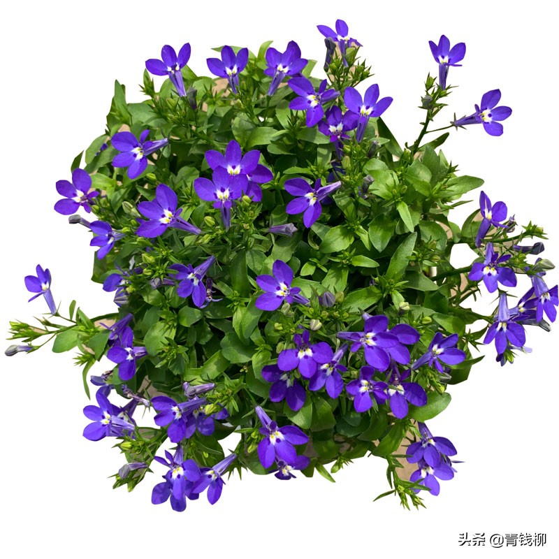 Beautiful flower with many small flowers - Lobelia - iMedia