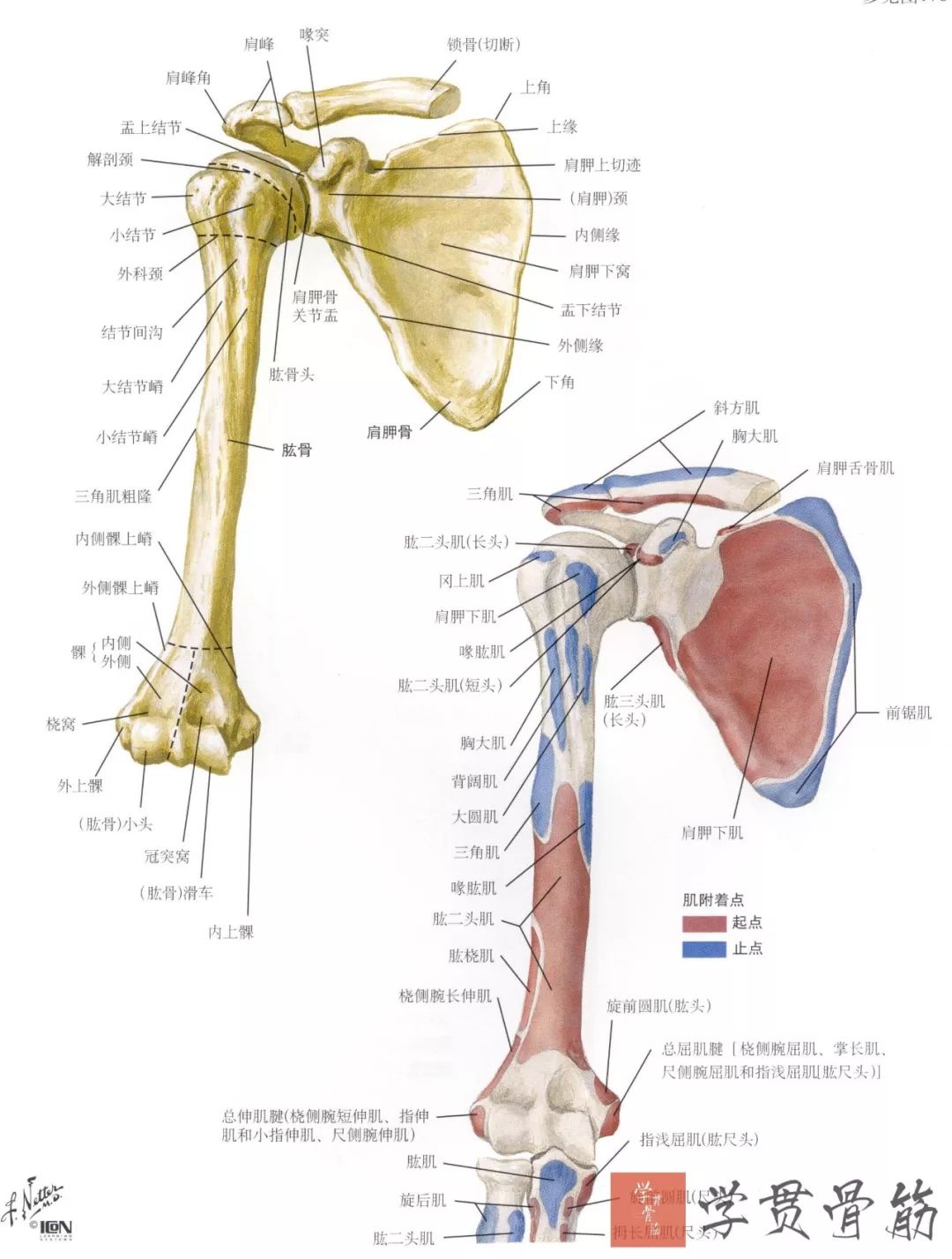 Detailed anatomy of the upper extremity - iMedia