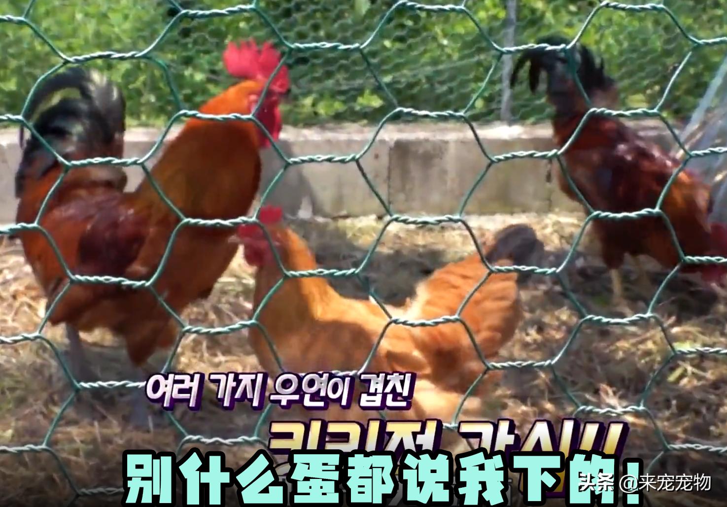 The first transgender chicken in history, the hen becomes a rooster ...