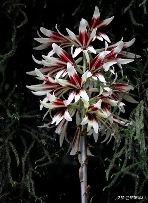 Incredible!Spectacular and beautiful "Lily Prince" - Big Lily - iNEWS