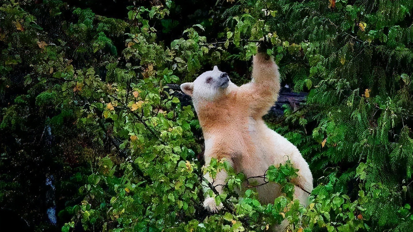 "The worst unlucky bear in history" got albinism and was mistaken for ...