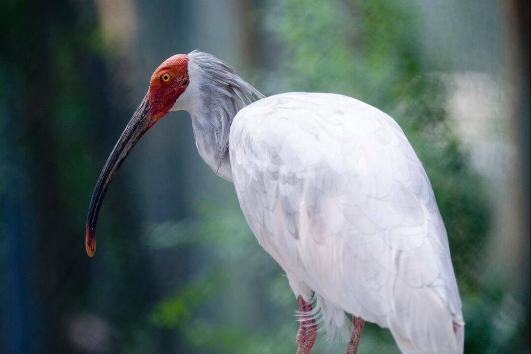 The Oriental Gem—Crested Ibis, from 7 to 5,000, let the world witness ...