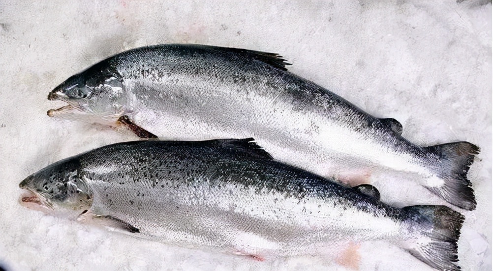 Top 10 Most Expensive Seafood in the World!up to millions of dollars ...