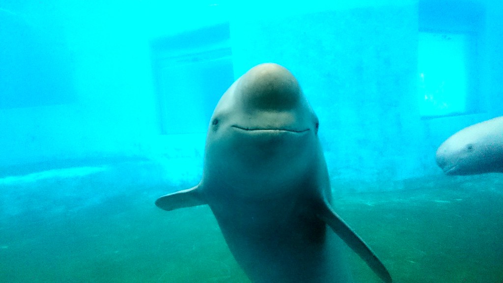 The Yangtze River without fish - iMedia