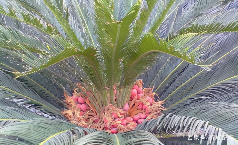 What does the iron tree bloom like?Let's take a look - iMedia