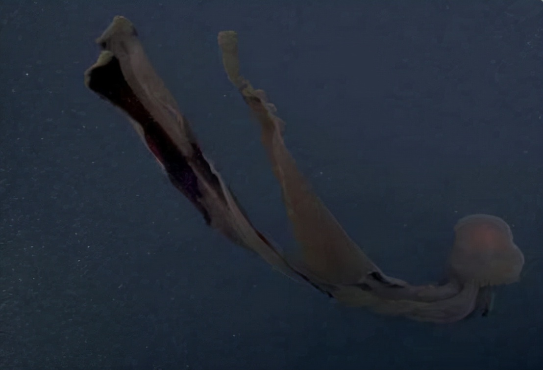 From another world?American scientists photographed "Styx jellyfish" in ...