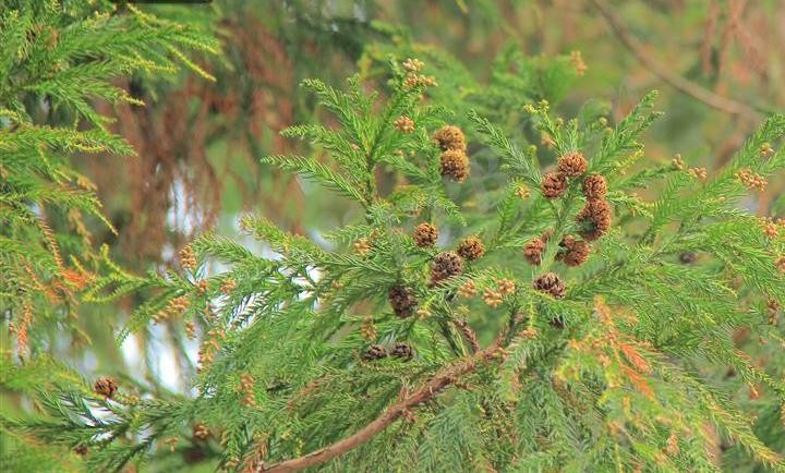 A vulnerable plant with high timber value-Taiwan fir - iMedia