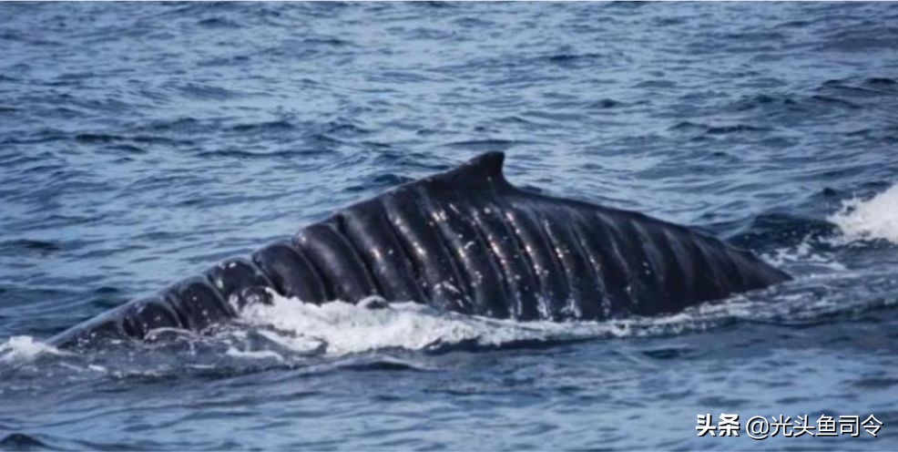 In 2004, a 17-meter-long, 50-ton sperm whale exploded in the downtown ...