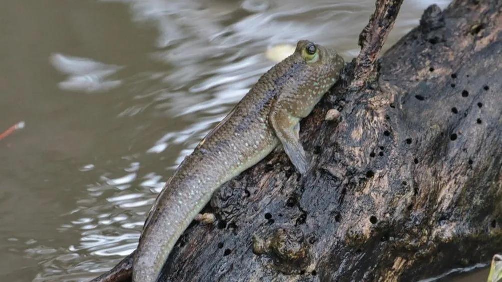 Small fish can climb trees, beetles and insects are all its delicacies ...