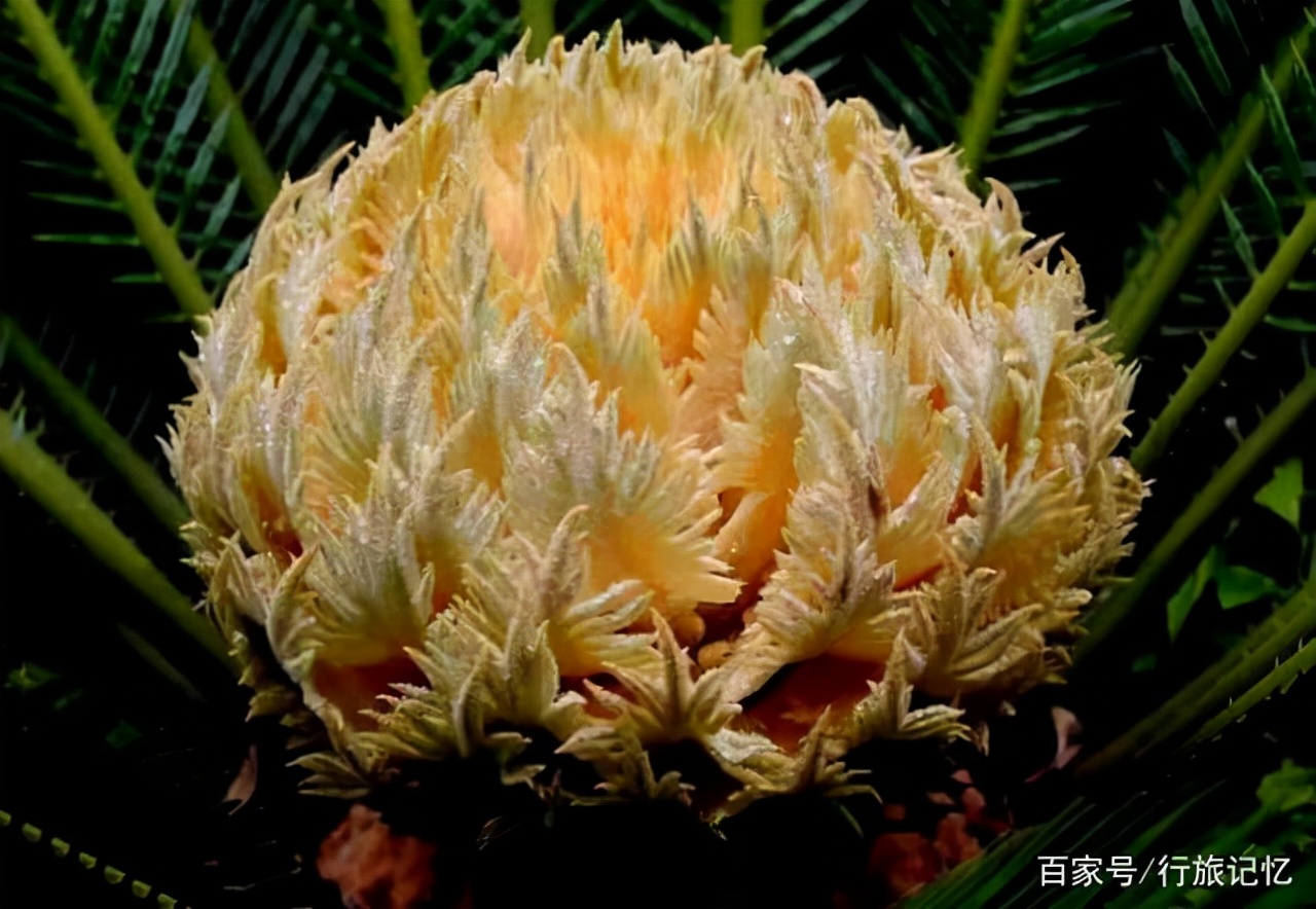 What does the iron tree bloom like?Let's take a look - iMedia