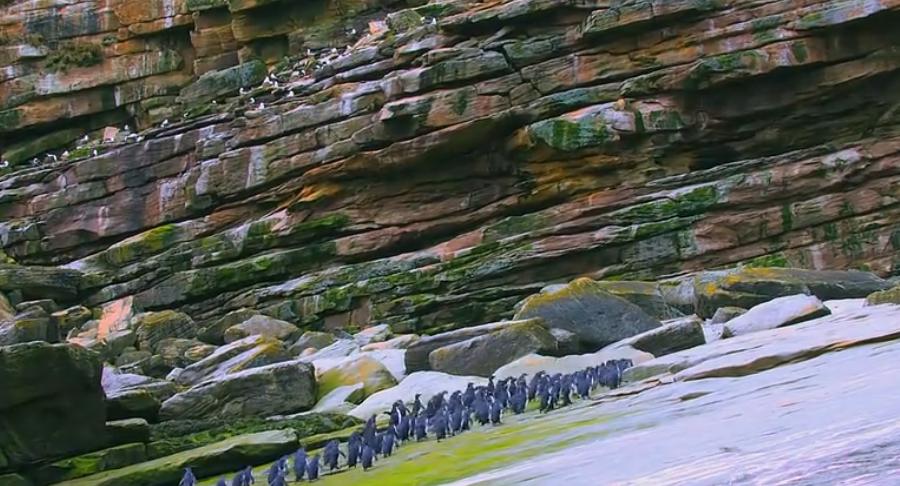 Penguins jump on a 100-meter-high cliff in order to reproduce, fall off ...