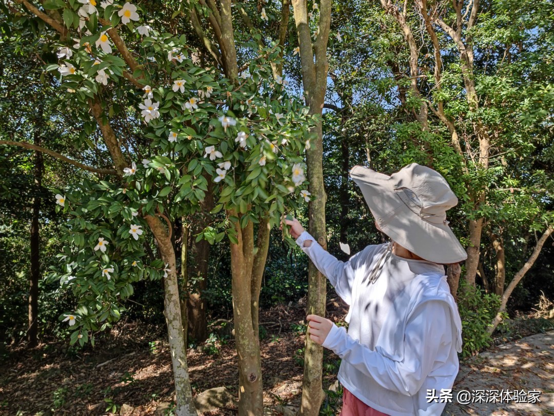 From Tanglang Mountain to Meilin Reservoir, I met piles of camellia ...