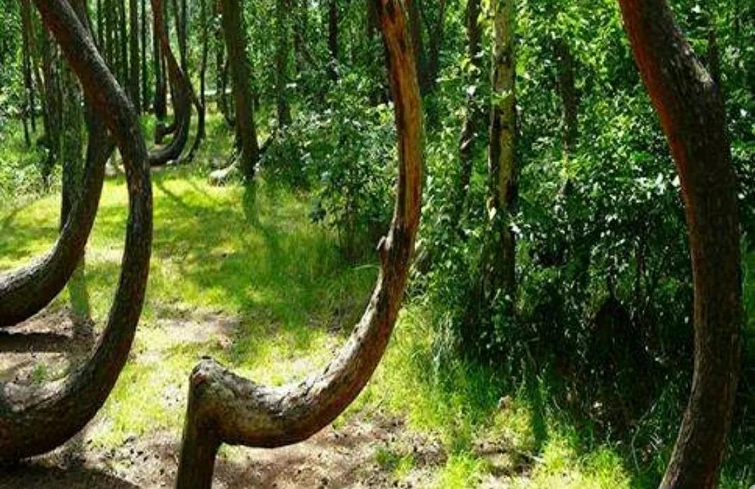 The world's charming crooked forest!A curvy forest full of magic.Carrot ...
