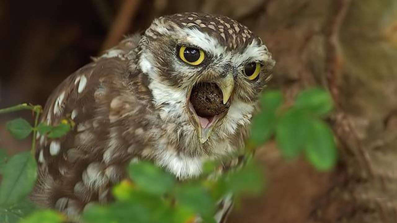 Why do owls spit hairballs out of their mouths before they die?Is it ...