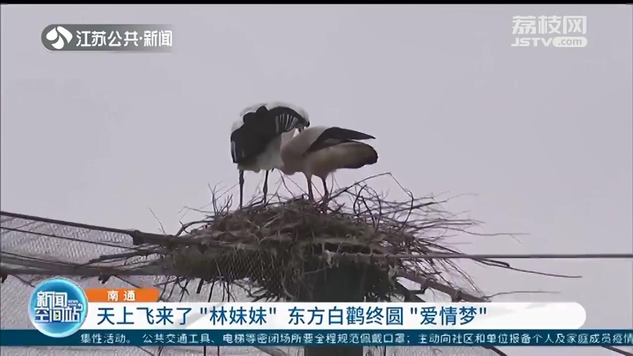 Agreed!The wild oriental white stork settling in Nantong Zoo finally ...