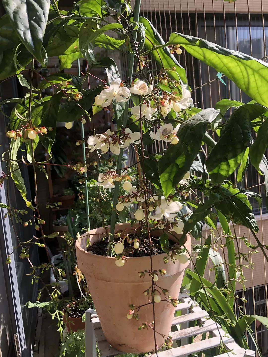 The weeping jasmine is like a spring, the spring flowers are blooming ...