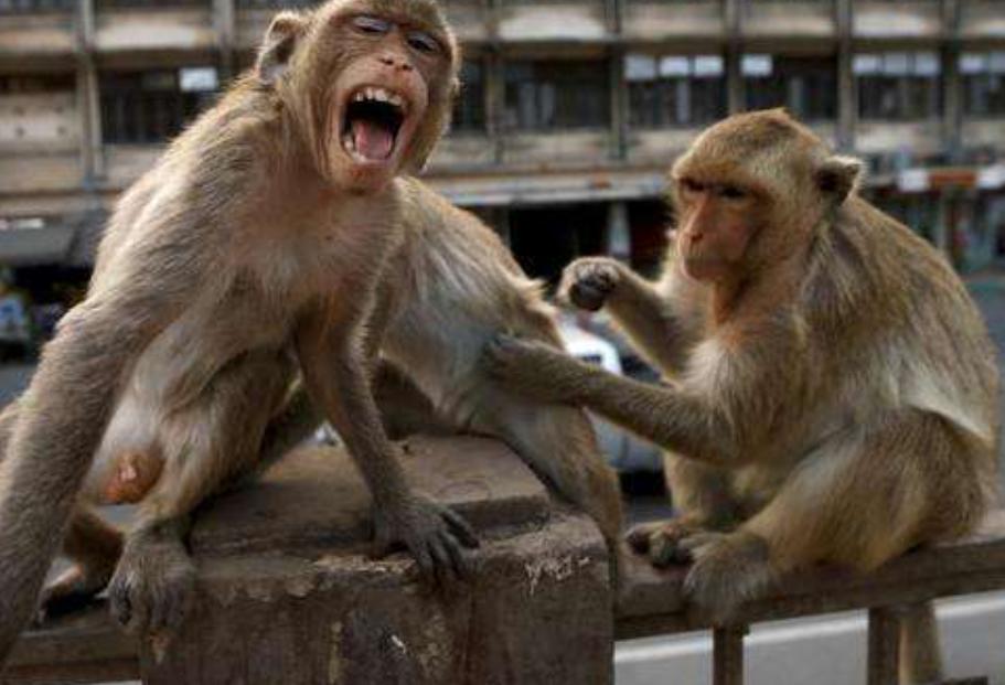 Four experimental monkeys fled, why does the United States face a big ...