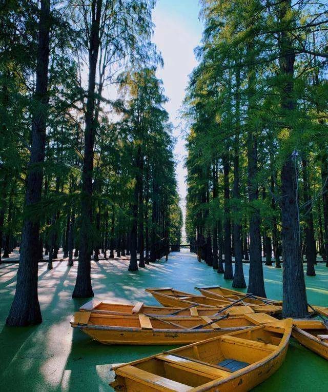 Luyang Lake Wetland "Water Forest" is picturesque, and the beautiful ...