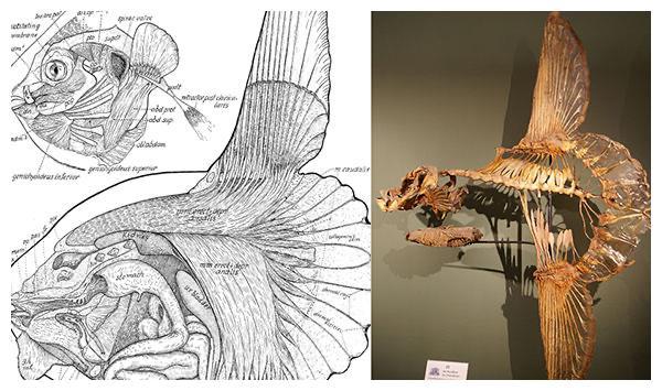 How did the sunfish, which did not know how to resist or escape after ...