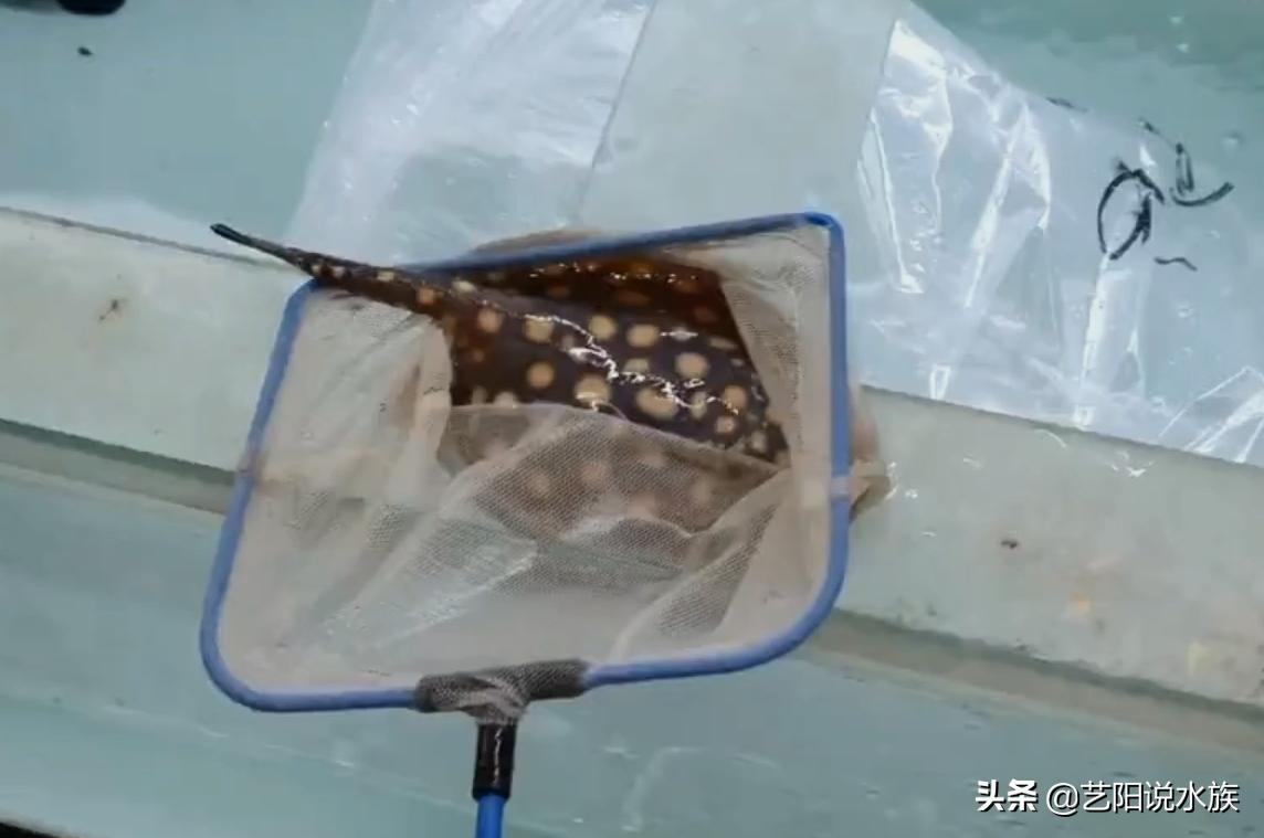 Stingray tail spines are particularly dangerous, aquarists should pay ...