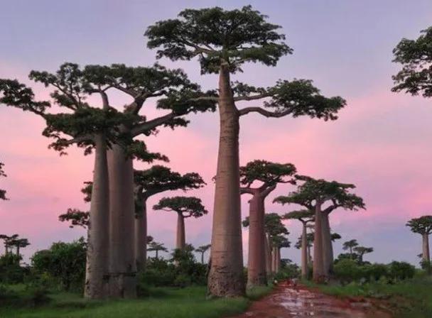 Magical laughing tree, when the breeze blows, laughter fills the garden ...