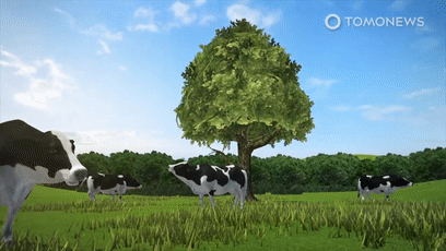Cows play the Metaverse before you, they're wearing VR goggles to make ...