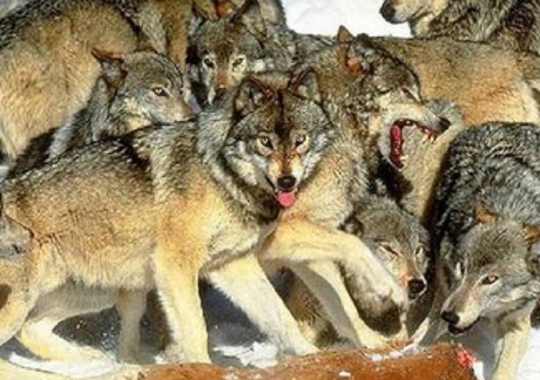 That winter, a super pack of 400 wolves attacked a Russian town - iMedia