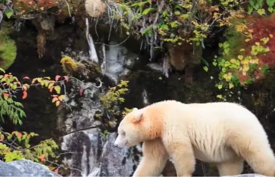 "The worst unlucky bear in history" got albinism and was mistaken for ...